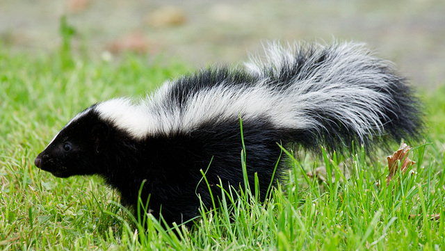 LES MOUFFETTE - Extermination de Mouffettes (Gestion parasitaire Dalton)